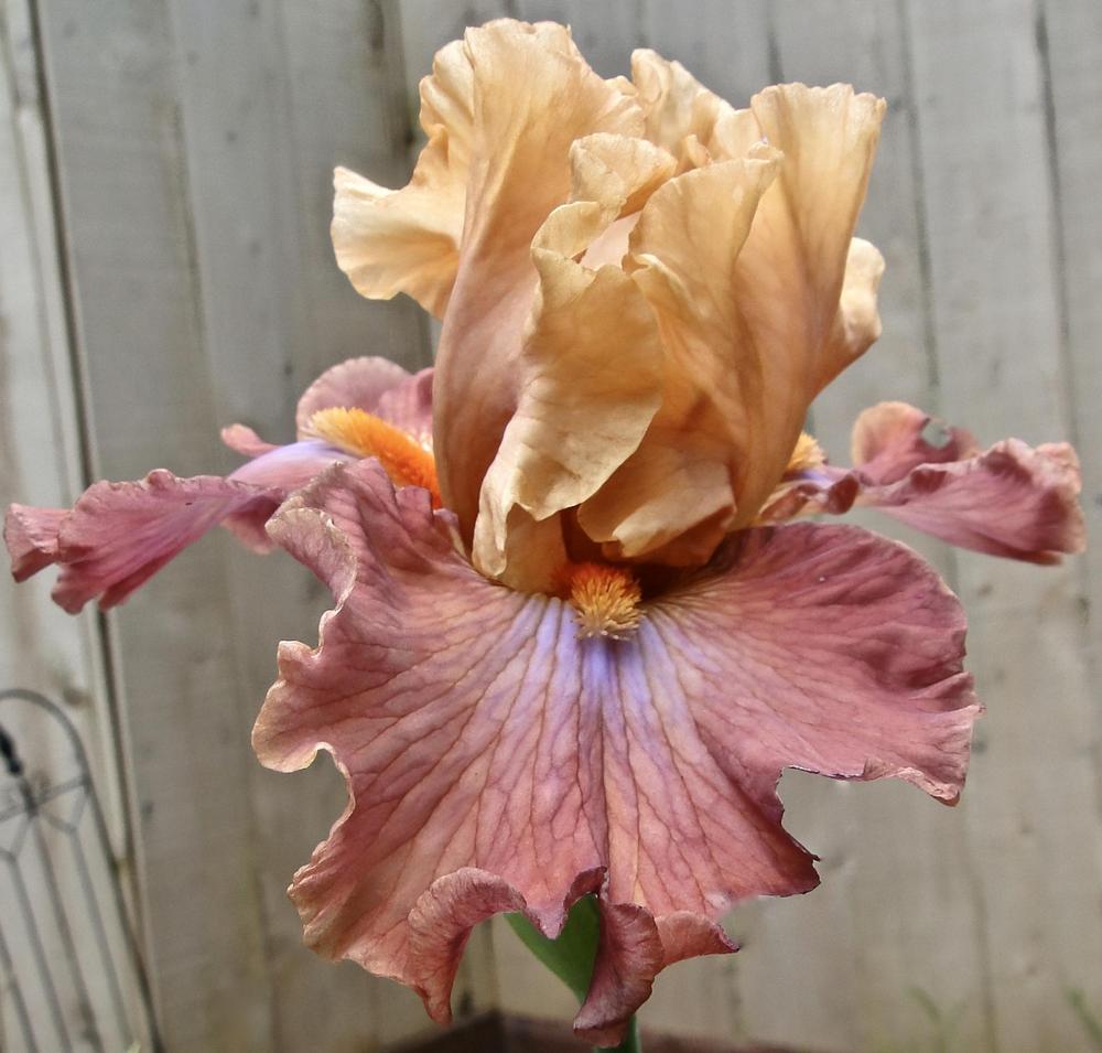 Tall Bearded Iris (Iris 'Fruit Slices') in the Irises Database - Garden.org
