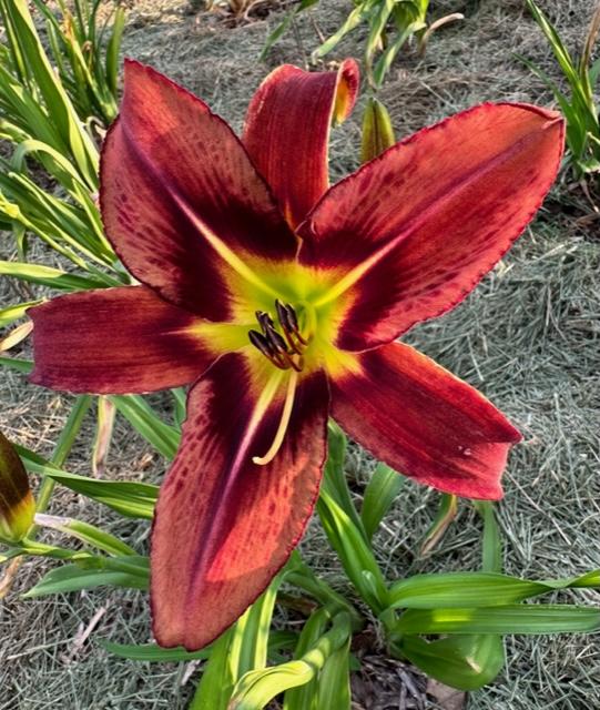 Photo of the bloom of Daylily (Hemerocallis 'Brown Delicious') posted ...