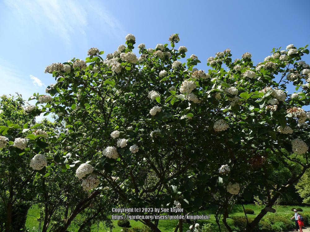 Photo of the entire plant of Fragrant Snowball (Viburnum x carlcephalum ...
