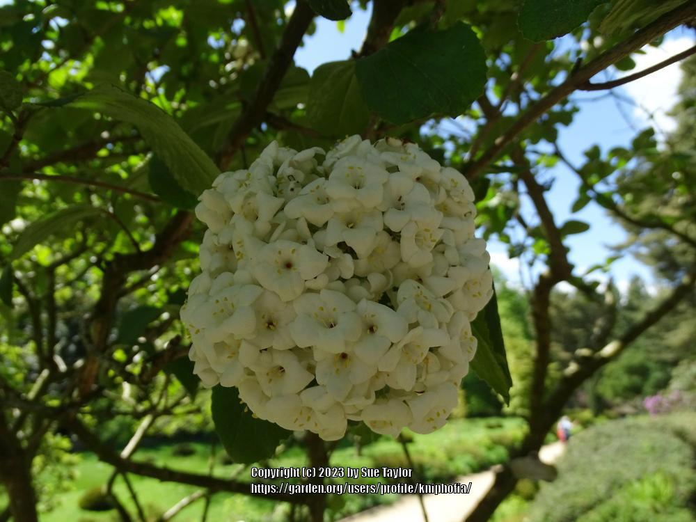 Fragrant Snowball (Viburnum x carlcephalum) in the Viburnums Database ...