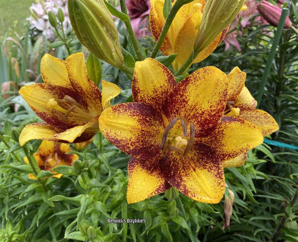 Photo of the bloom of Lily (Lilium 'Sweet Valley') posted by scflowers ...