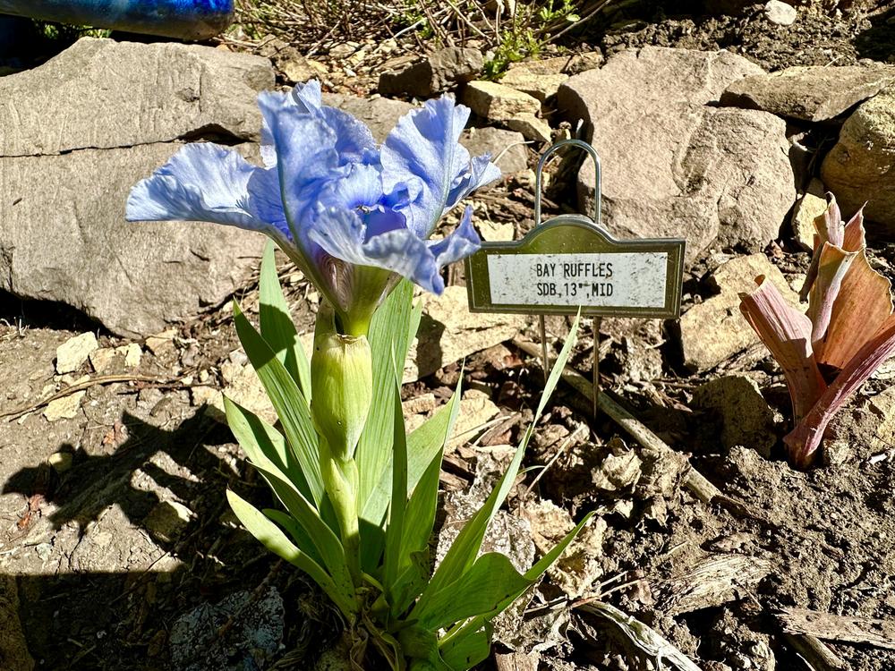 Standard Dwarf Bearded Iris (Iris 'Bay Ruffles') in the Irises Database ...