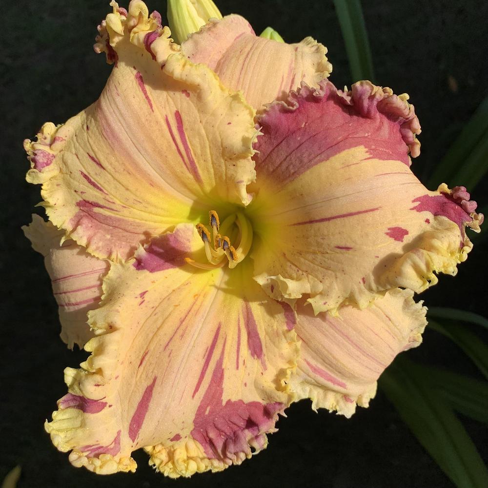 Photo of the bloom of Daylily (Hemerocallis 'Sunberry Splatter') posted ...
