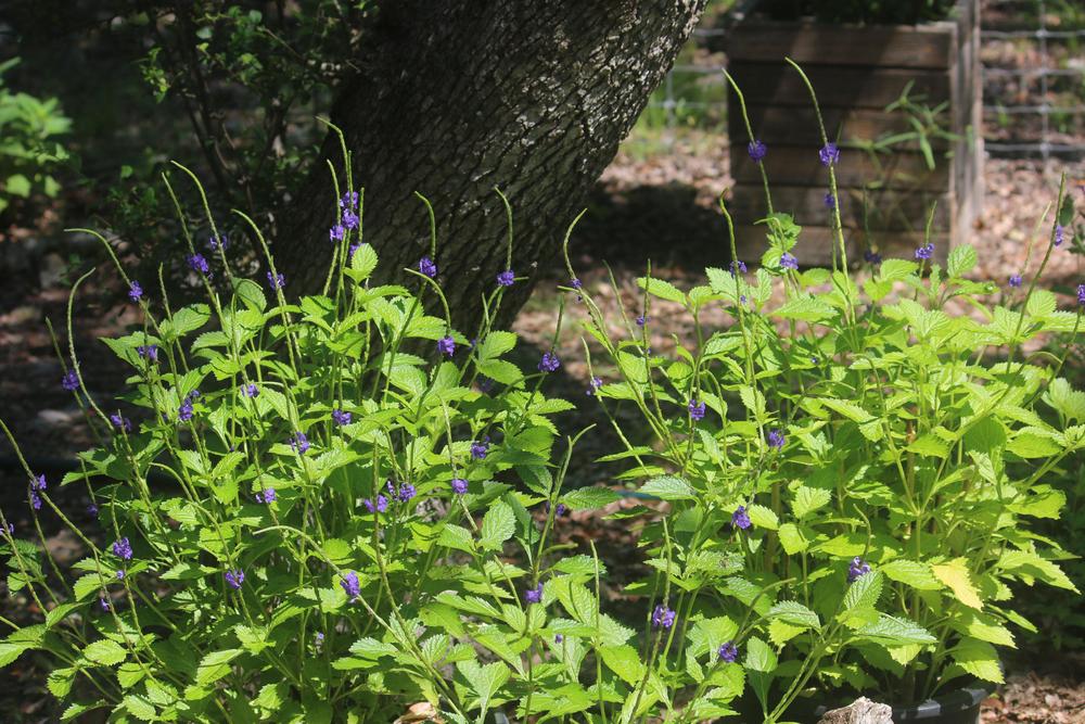 Photo of the entire plant of Blue Porterweed (Stachytarpheta ...