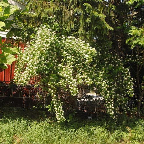 Eastern Ninebark (Physocarpus opulifolius) in the Ninebarks Database ...