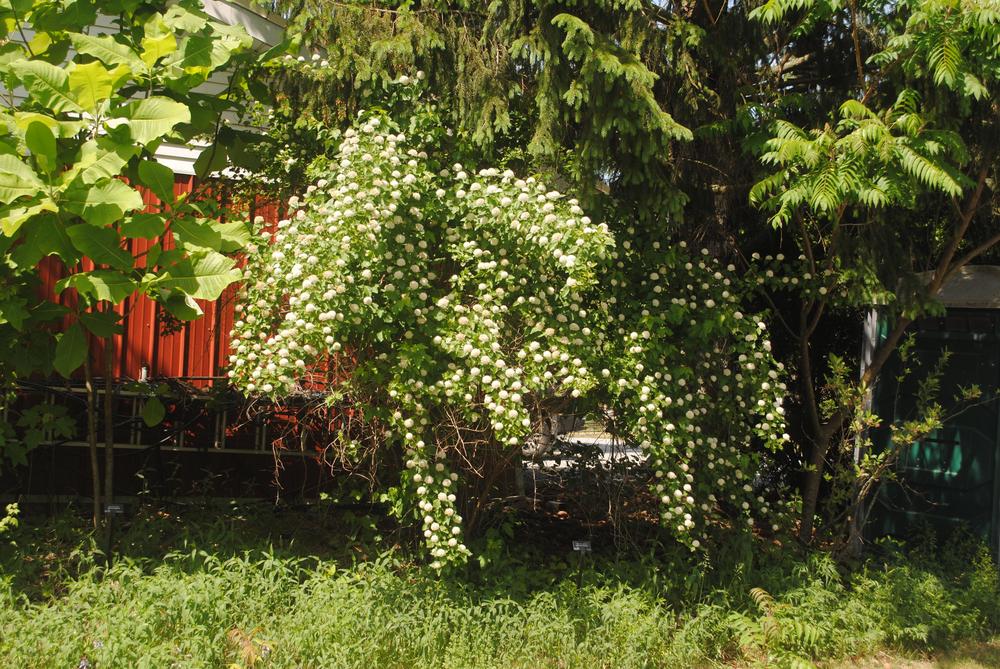 Eastern Ninebark (Physocarpus opulifolius) in the Ninebarks Database ...