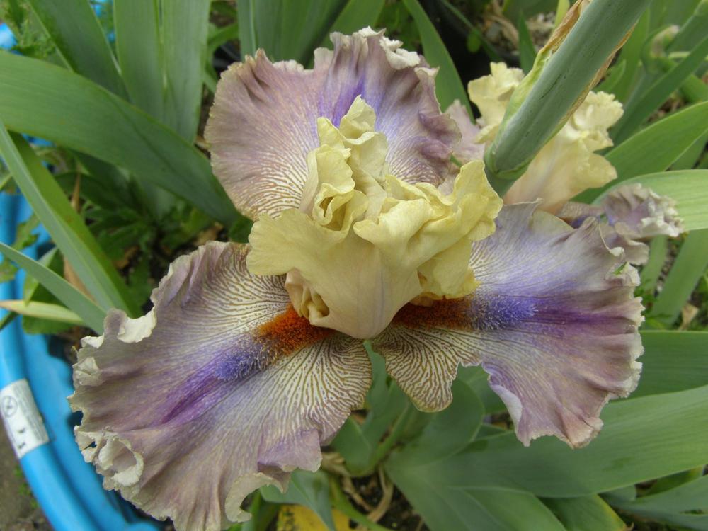 Tall Bearded Iris (Iris 'Pointer') in the Irises Database - Garden.org