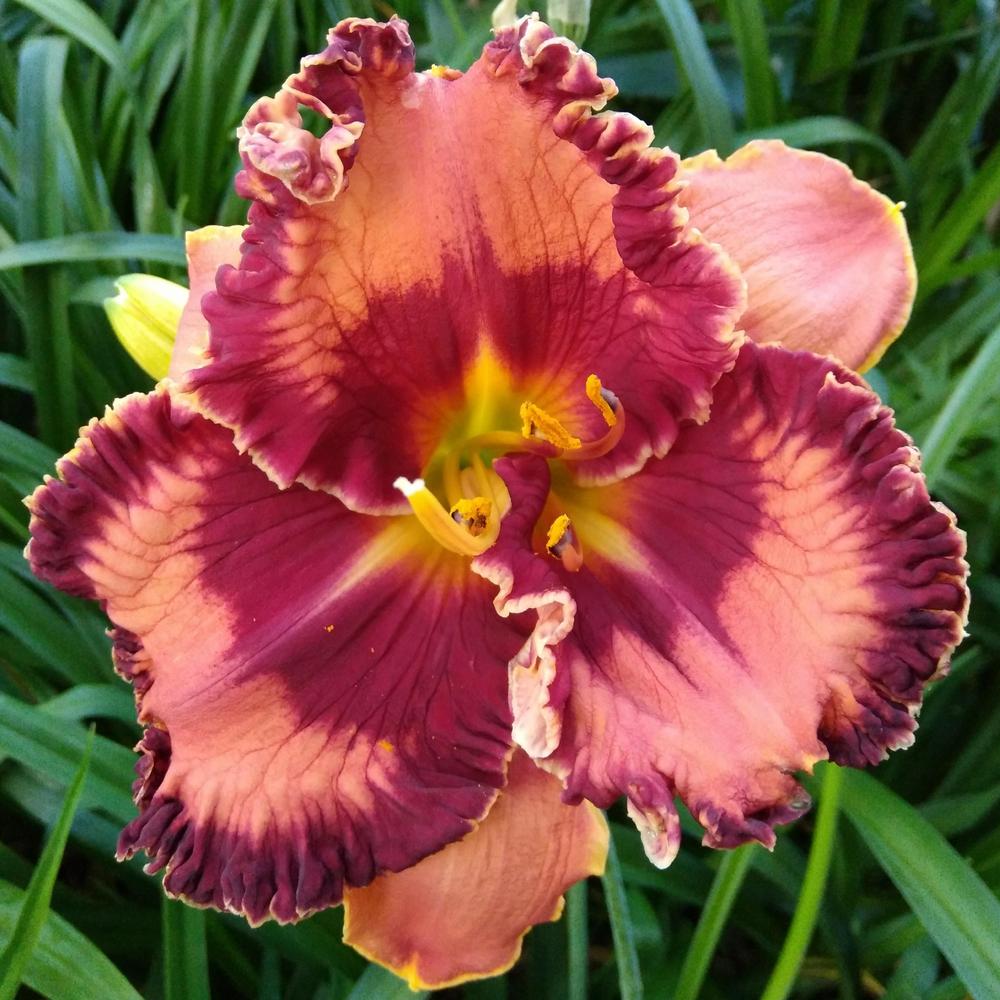Photo of the bloom of Daylily (Hemerocallis 'Iconoclast') posted by ...