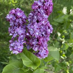Lilac (Syringa First Editions® Virtual Violet™) in the Lilacs Database ...