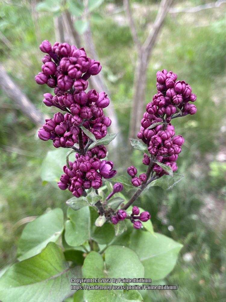 Photo of the bloom of Lilac (Syringa First Editions® Virtual Violet ...