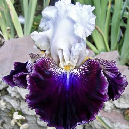 Tall Bearded Iris (Iris 'Style and Substance') in the Irises Database ...