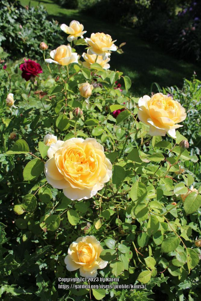 Photo of the bloom of Rose (Rosa 'Graham Thomas') posted by kousa ...
