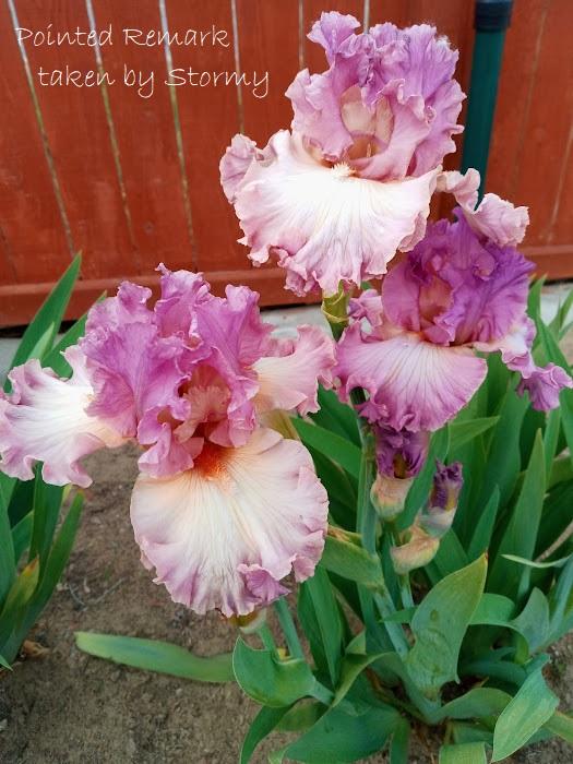 Photo of the entire plant of Tall Bearded Iris (Iris 'Pointed Remark') posted by scary1785 ...