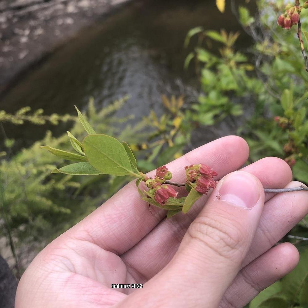 Photo of the bloom of Huckleberry (Gaylussacia baccata) posted by ...