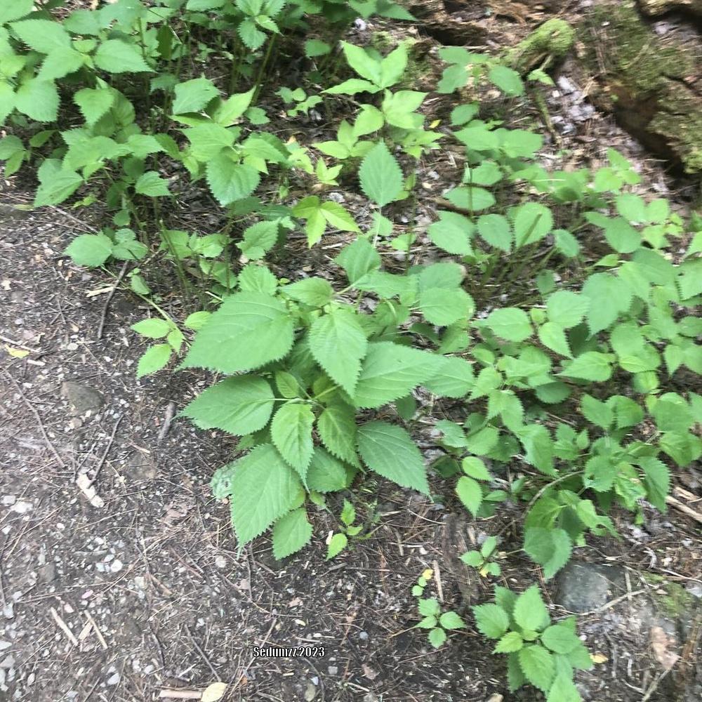 Canadian Wood Nettle (Laportea canadensis) - Garden.org