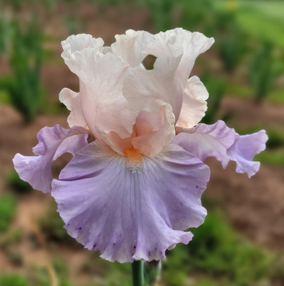Tall Bearded Iris (Iris 'Blush of Pink') in the Irises Database ...