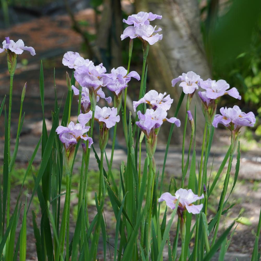 Photo of the entire plant of Species X Iris (Iris 'Lavender Landscape ...