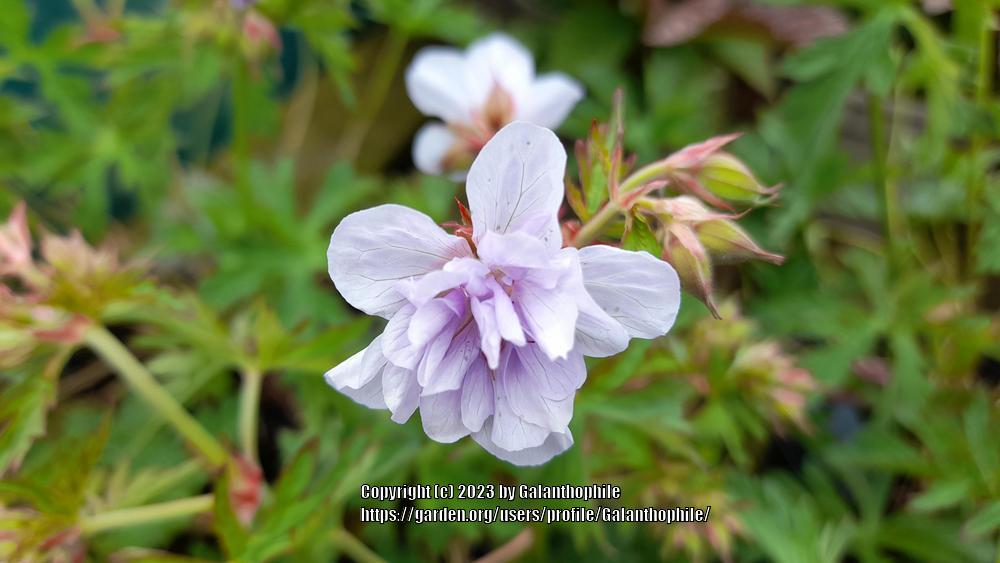 Photo of the bloom of Geranium (Geranium pratense 'Cloud Nine') posted ...