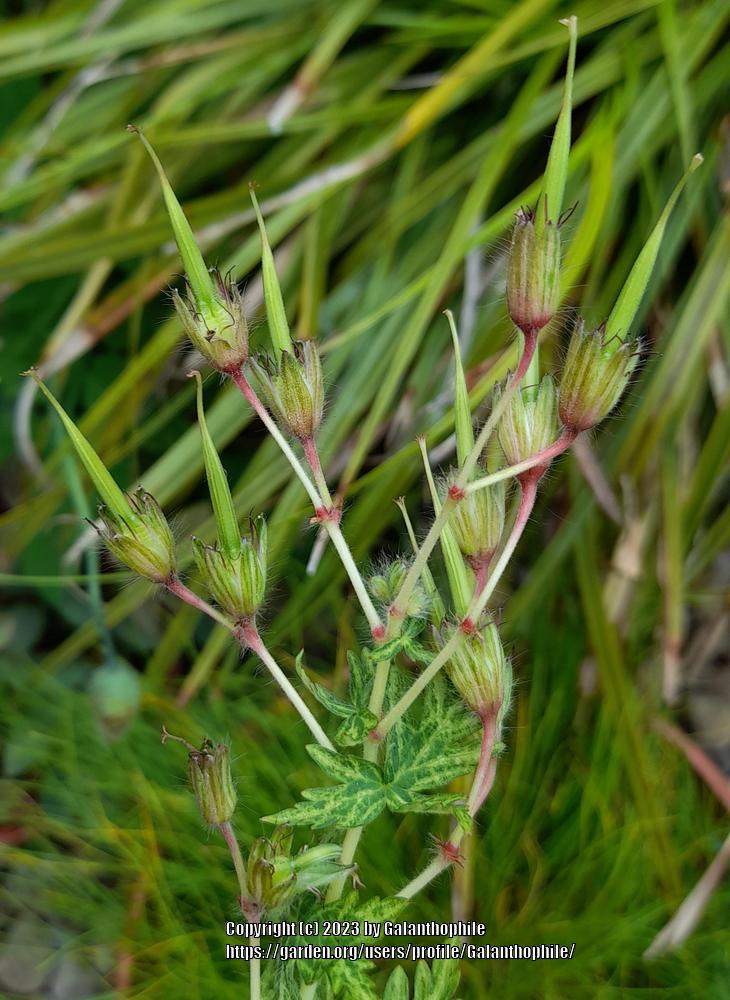 Photo of the seed pods or heads of Dusky Cranesbill (Geranium phaeum ...