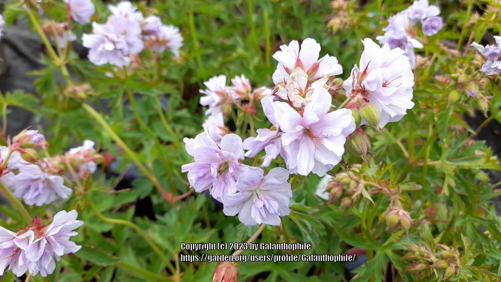 Photo of the bloom of Geranium (Geranium pratense 'Cloud Nine') posted ...