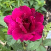 Rose (Rosa 'Intrigue') in the Roses Database - Garden.org