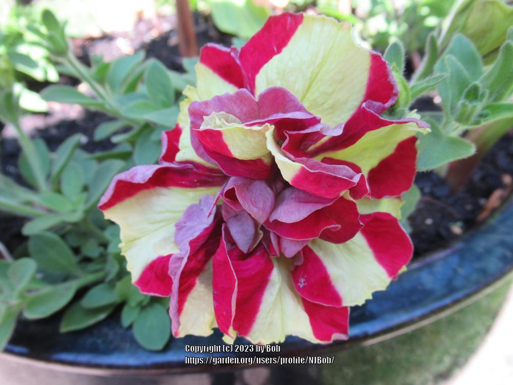 Double Petunia (Petunia Vogue™ Lemon Berry) in the Petunias Database ...