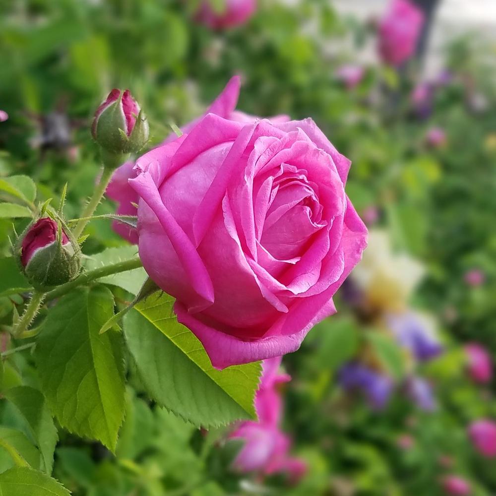 Photo of the closeup of buds, sepals and receptacles of Rose (Rosa ...