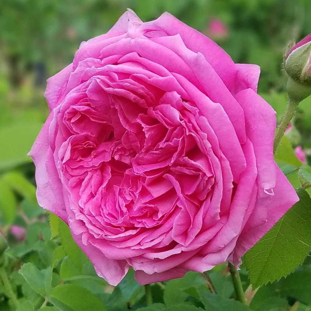 Photo of the bloom of Rose (Rosa 'Paul Ricault') posted by OrganicJen ...