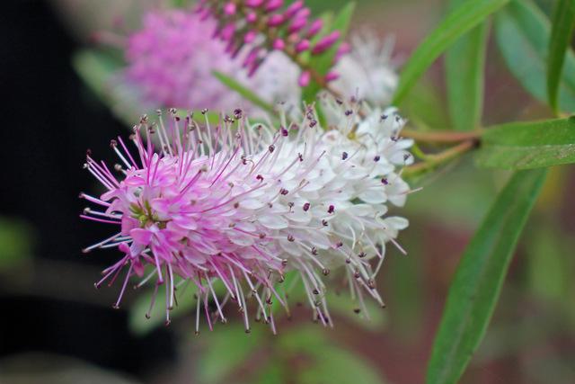 Koromiko (Veronica salicifolia) in the Veronicas Database - Garden.org