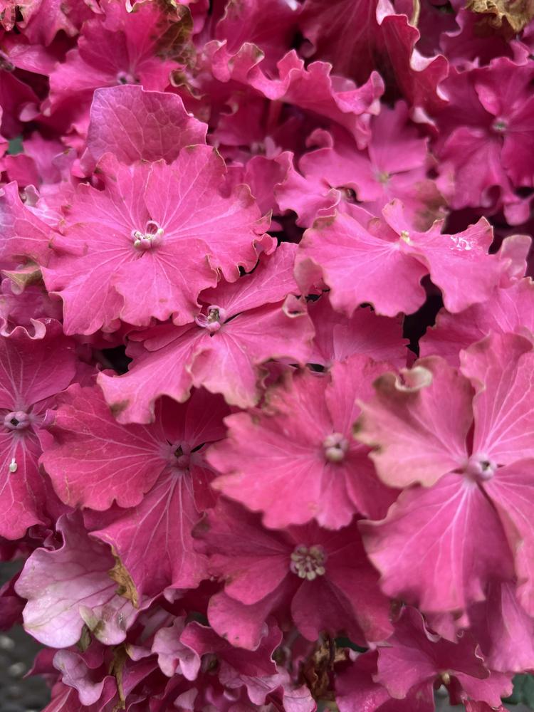 Mophead Hydrangea (Hydrangea macrophylla Magical® Ruby Red) in the ...