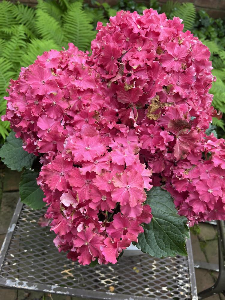 Photo of the bloom of Mophead Hydrangea (Hydrangea macrophylla Magical ...