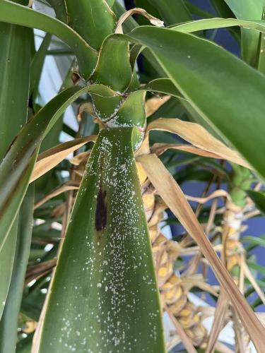 Yucca disease in the Ask a Question forum - Garden.org