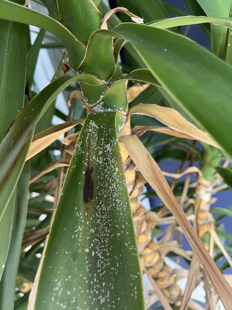 Yucca disease in the Ask a Question forum - Garden.org
