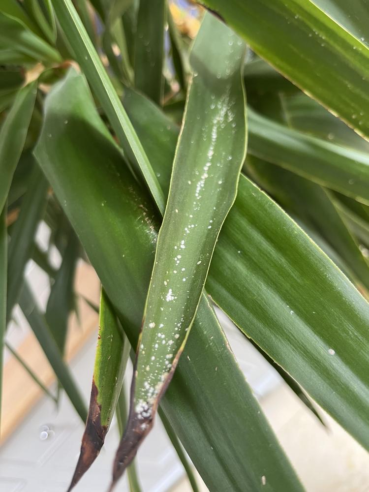 Yucca disease in the Ask a Question forum - Garden.org