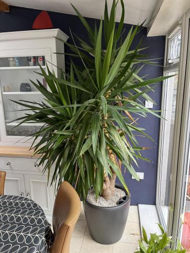 Yucca disease in the Ask a Question forum - Garden.org