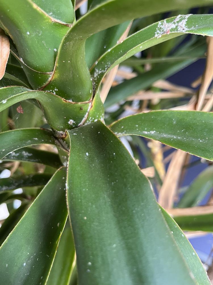 Yucca disease in the Ask a Question forum - Garden.org