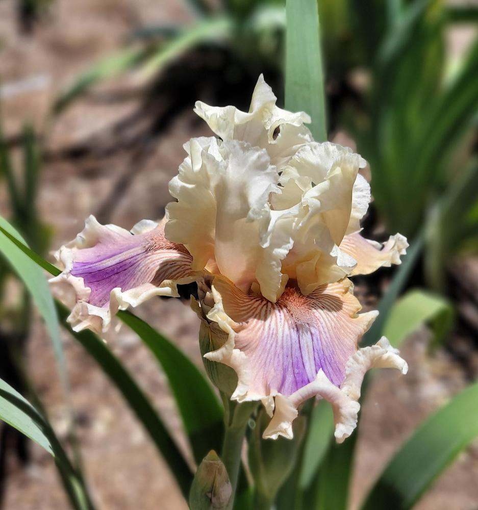 Photo of the bloom of Tall Bearded Iris (Iris 'Signs of Hope') posted ...