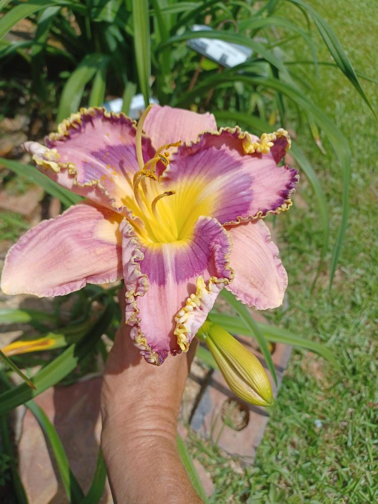 Photo of the bloom of Daylily (Hemerocallis 'When Stars Align') posted by Diggerofdirt - Garden.org