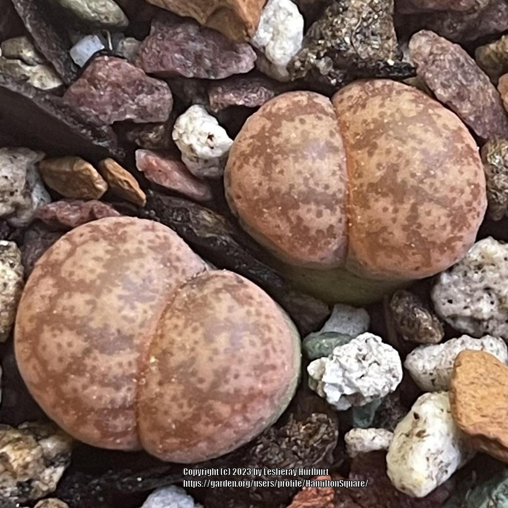 Photo of the entire plant of Living Stones (Lithops coleorum) posted by ...