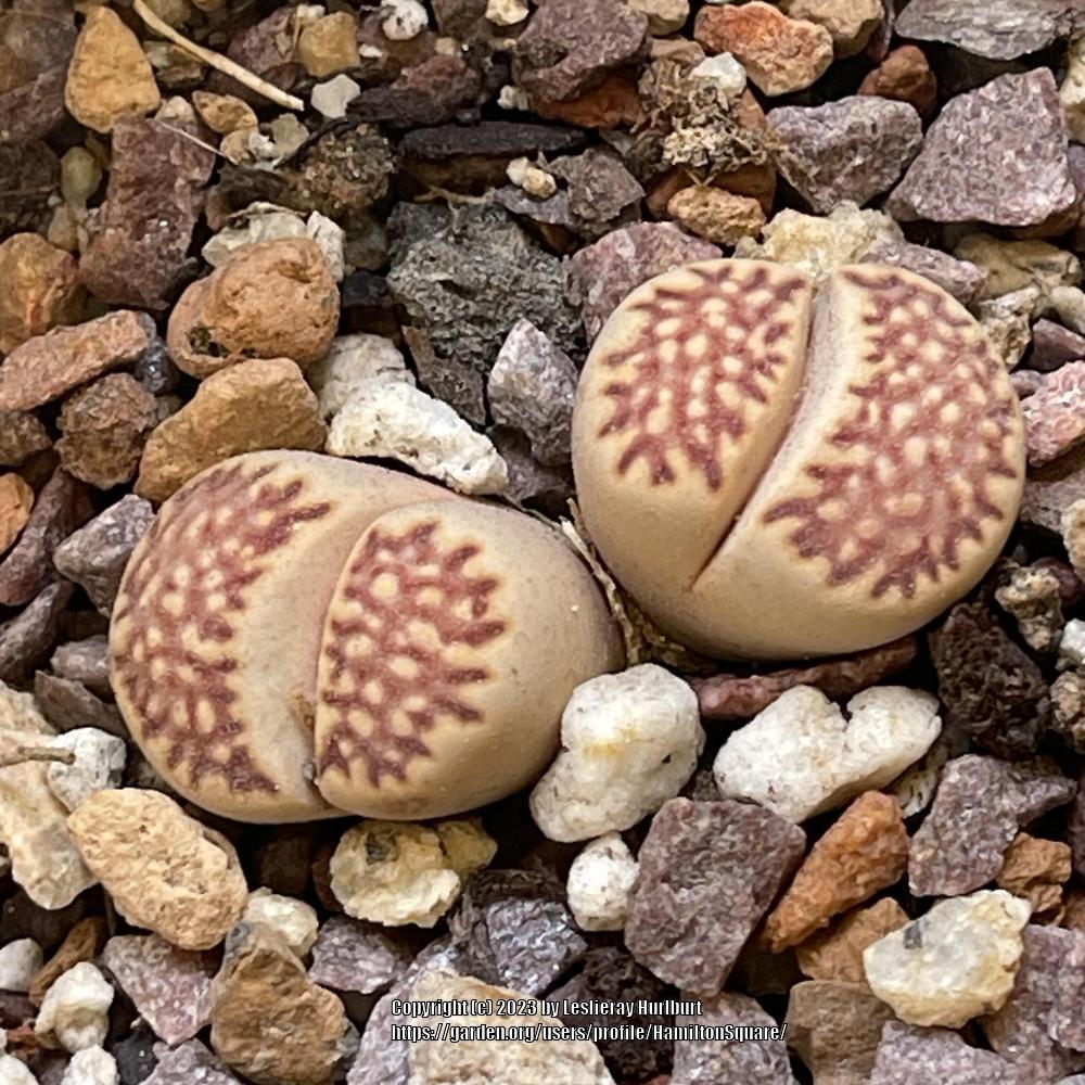 Photo of the entire plant of Living Stones (Lithops julii subsp ...