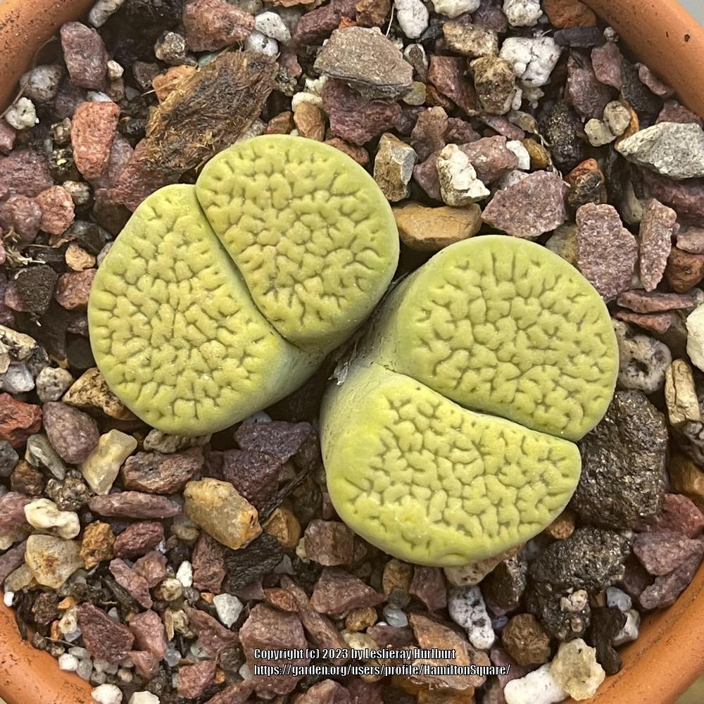 Photo of the entire plant of Living stones (Lithops hookeri var ...