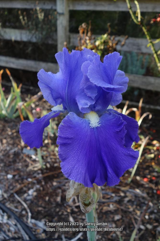Photo of the bloom of Tall Bearded Iris (Iris 'Cloud Baron') posted by ...