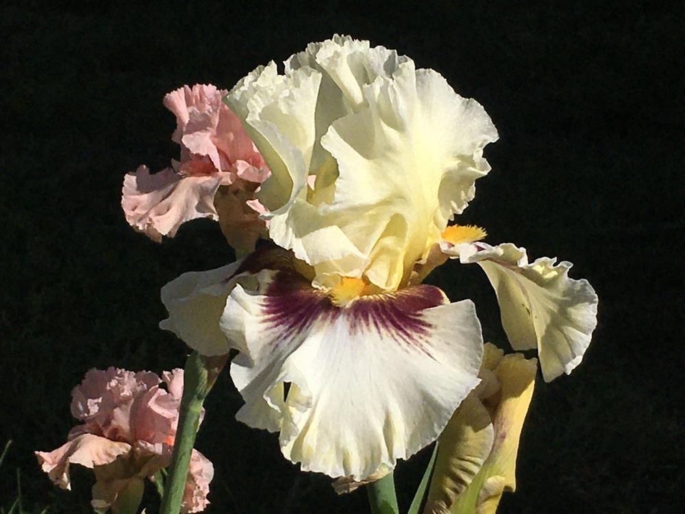 Tall Bearded Iris (Iris 'Truth or Dare') in the Irises Database ...