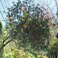 Photo of the entire plant of Stiff Bottlebrush (Melaleuca linearis ...