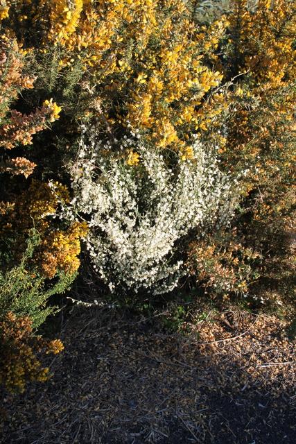 Photo of the entire plant of White Spanish Broom (Cytisus multiflorus ...