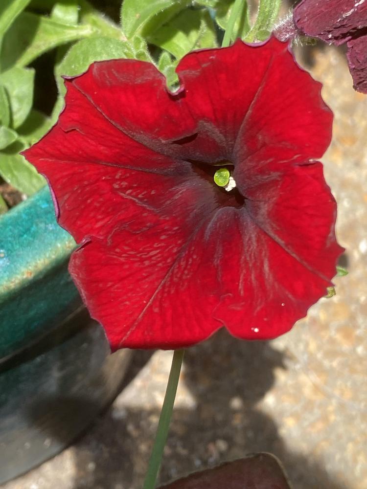 Photo of the bloom of Multiflora Spreading/Trailing Petunia (Petunia ...