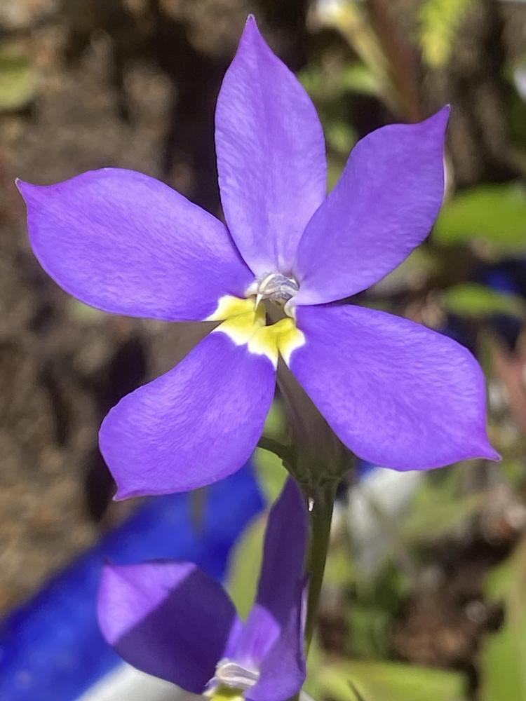 Photo of the bloom of Star Flower (Isotoma axillaris Fizz n Pop ...