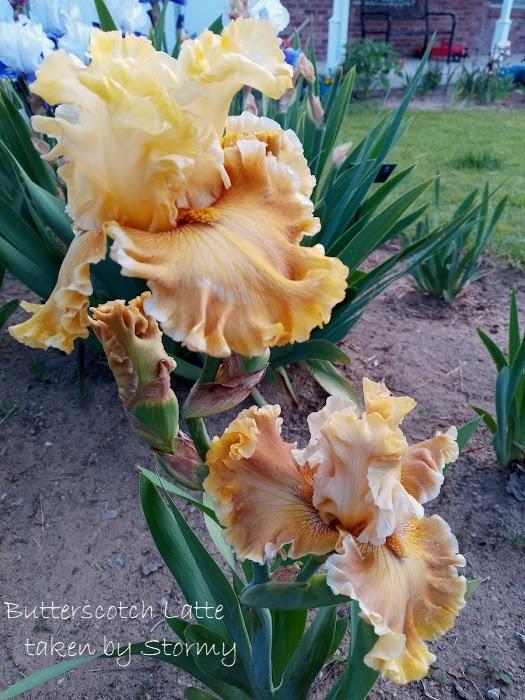 Tall Bearded Iris (Iris 'Butterscotch Latte') in the Irises Database ...