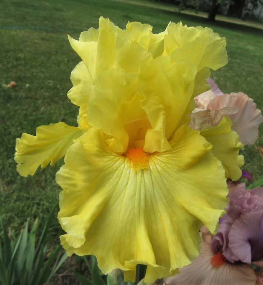 Photo of the bloom of Tall Bearded Iris (Iris 'Georgia Moon') posted by ...