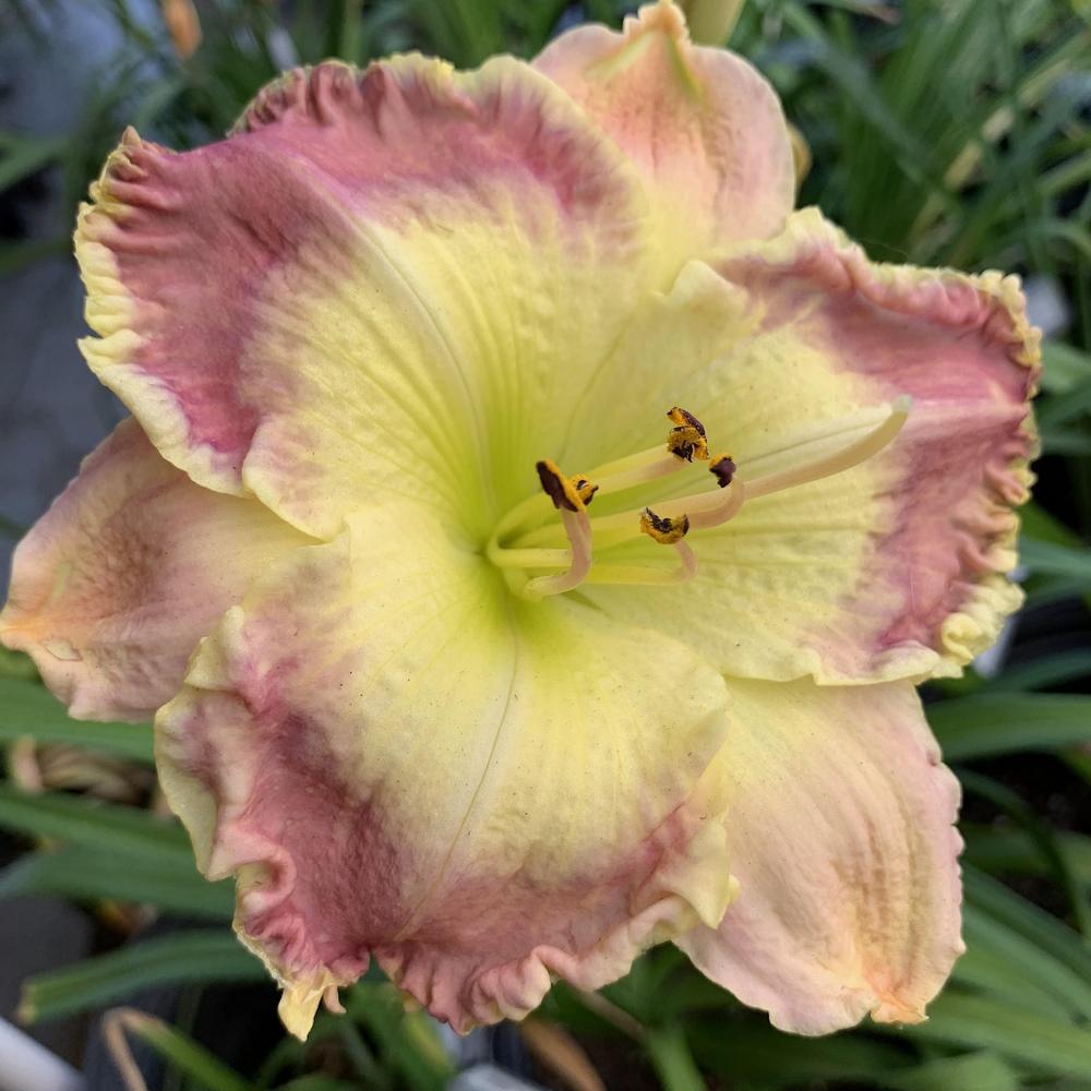 Daylily (Hemerocallis 'Universal Bliss') in the Daylilies Database - Garden.org